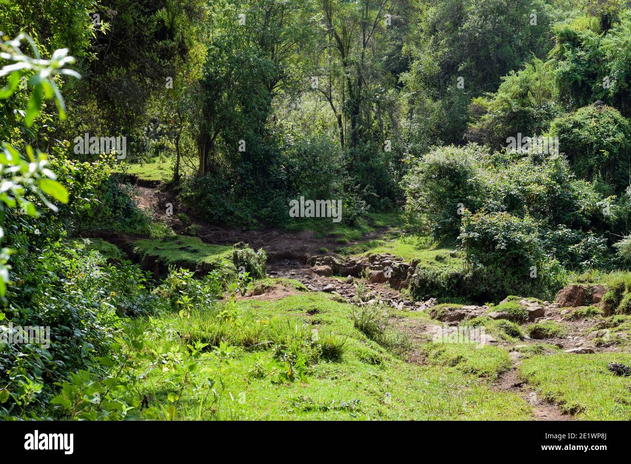 Scenic forest landscapes in Mount Kenya Stock Photo - Alamy
