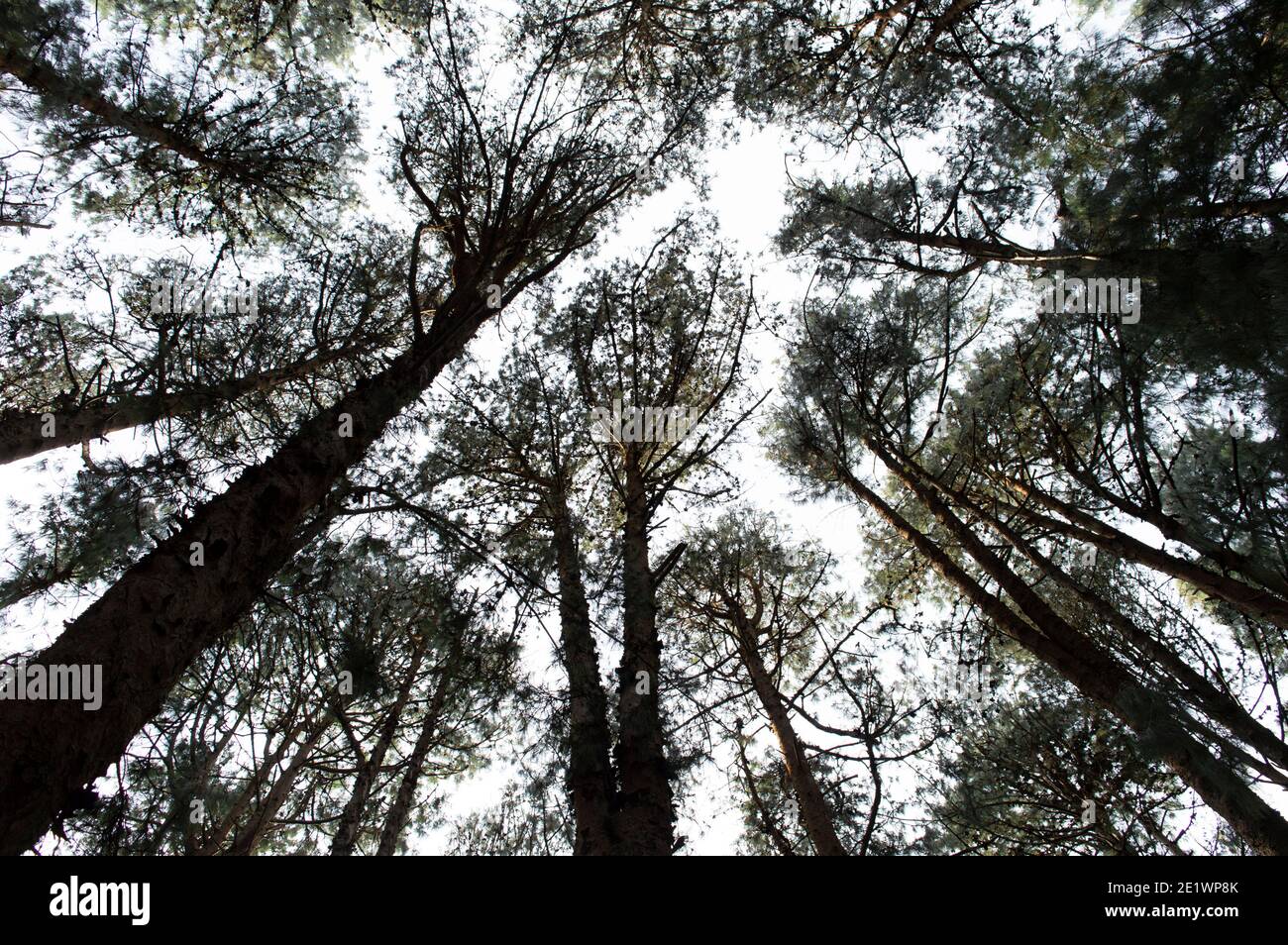 Pine trees are the dominant plants in many cool temperature and boreal ...