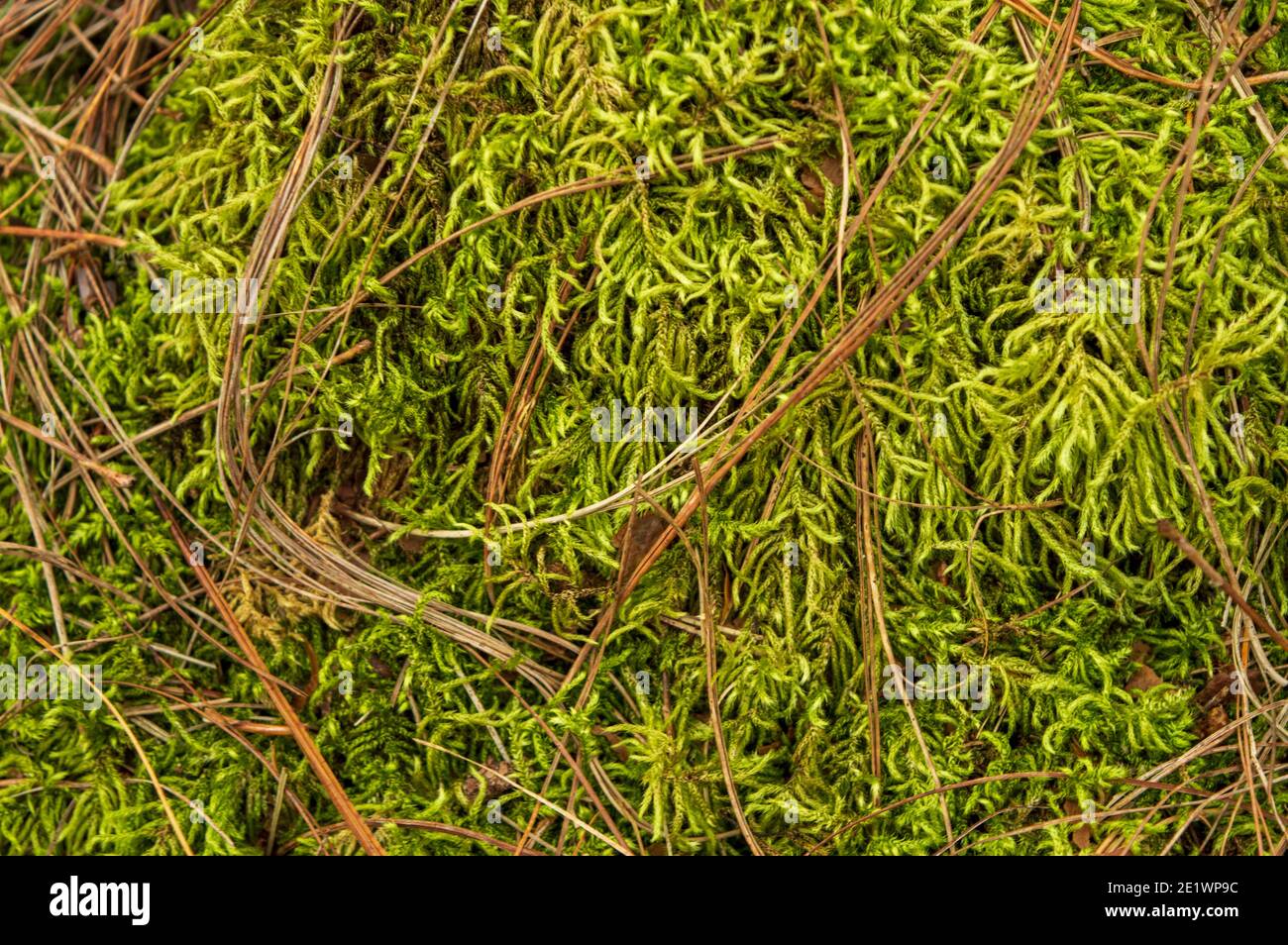 Pine trees are the dominant plants in many cool temperature and boreal ...