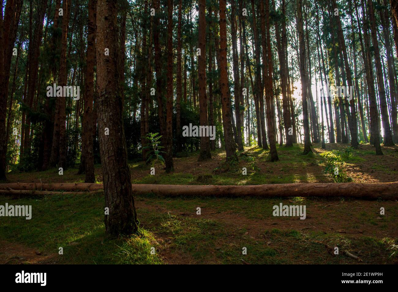 Pine trees are the dominant plants in many cool temperature and boreal ...