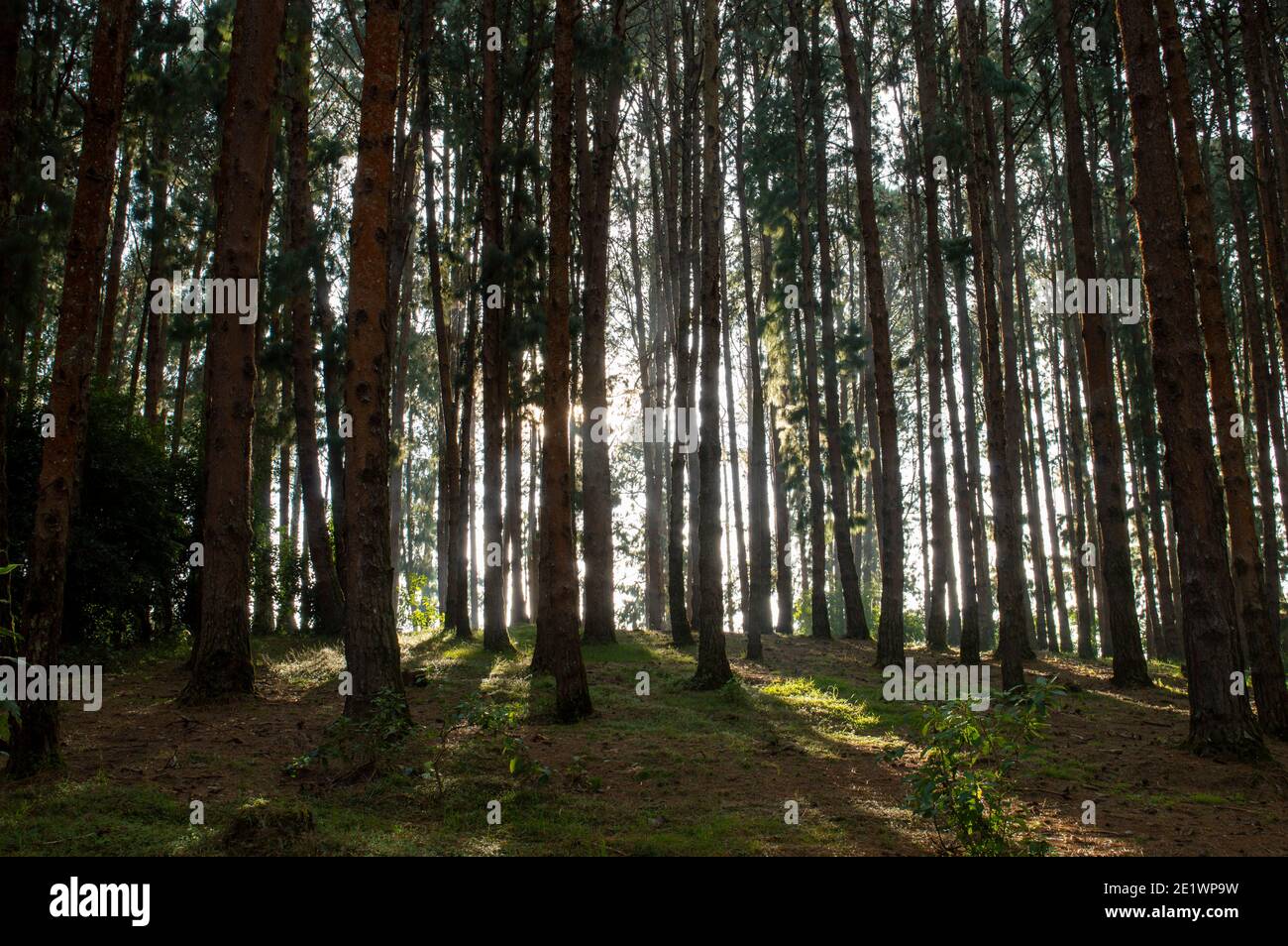 Pine trees are the dominant plants in many cool temperature and boreal ...