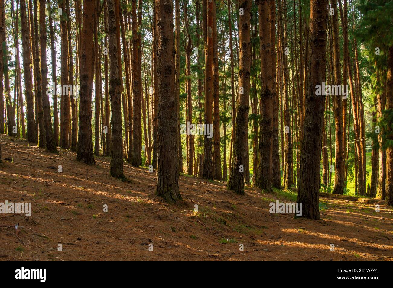 Pine trees are the dominant plants in many cool temperature and boreal ...