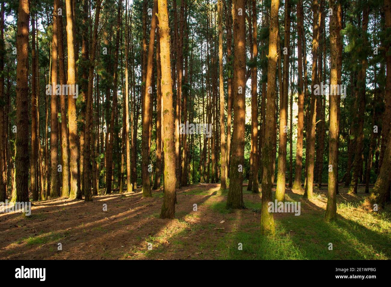 Pine trees are the dominant plants in many cool temperature and boreal ...