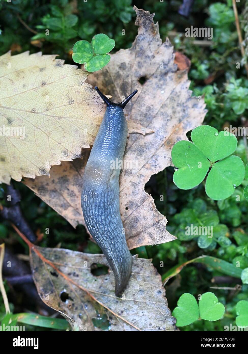 Krynickillus melanocephalus, a highly invasive slug with no common ...