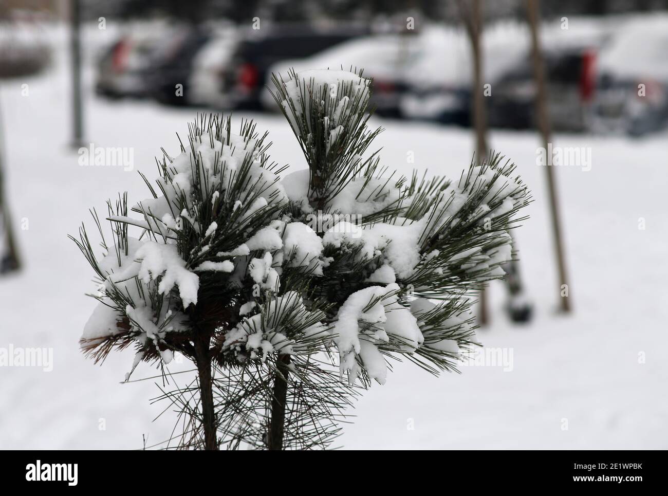 Snow-covered trees in the city park. Kaunas, Lithuania Stock Photo - Alamy