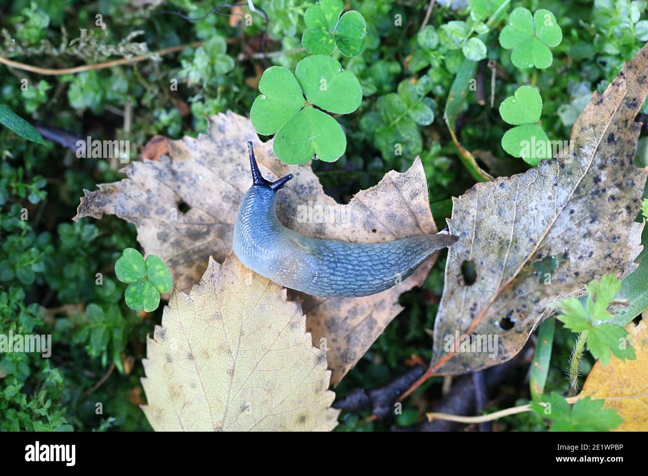 Highly invasive slug species hi-res stock photography and images - Alamy