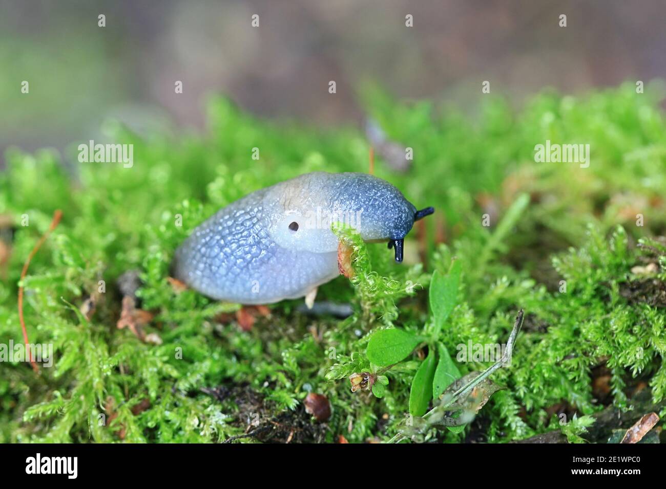 Highly invasive slug species hi-res stock photography and images - Alamy