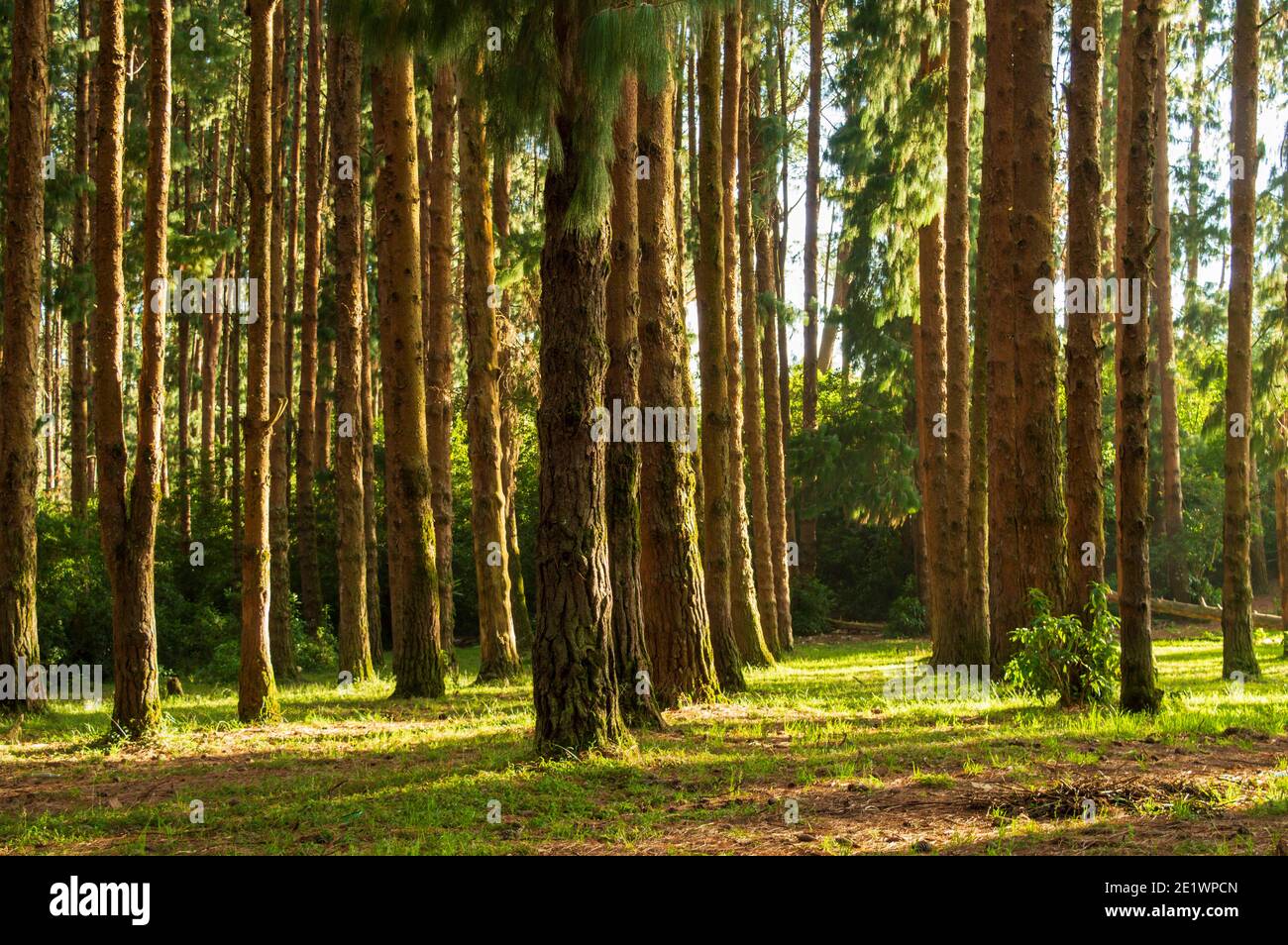 Pine trees are the dominant plants in many cool temperature and boreal ...