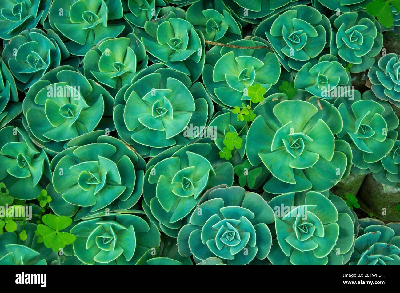 In botany, succulent plants, also known as succulents, are plants with ...