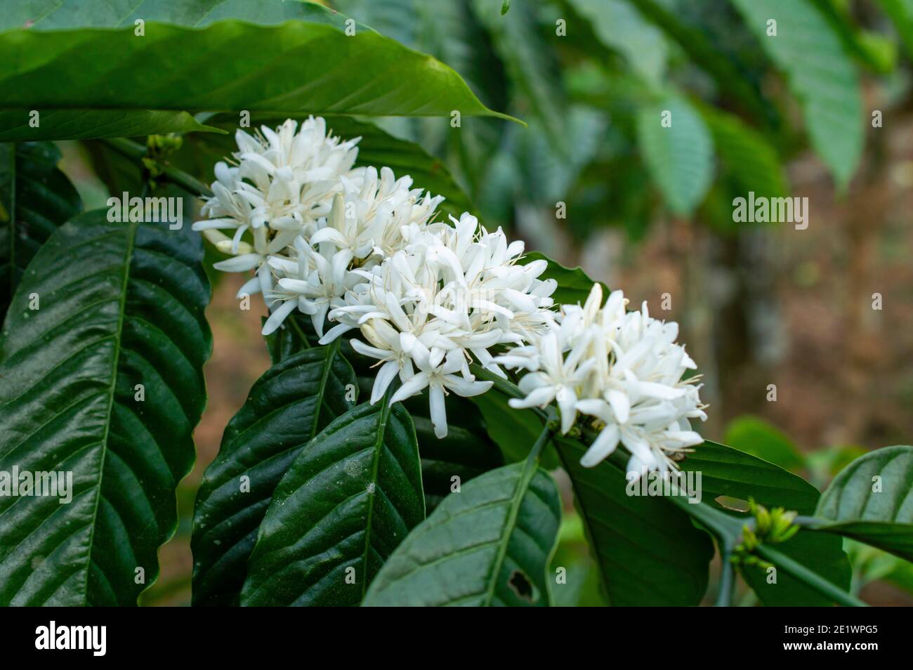 Indian coffee field hi-res stock photography and images - Alamy
