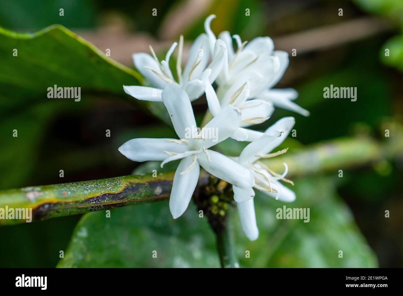 Indian coffee plantations are positioned inside the western Ghats on ...