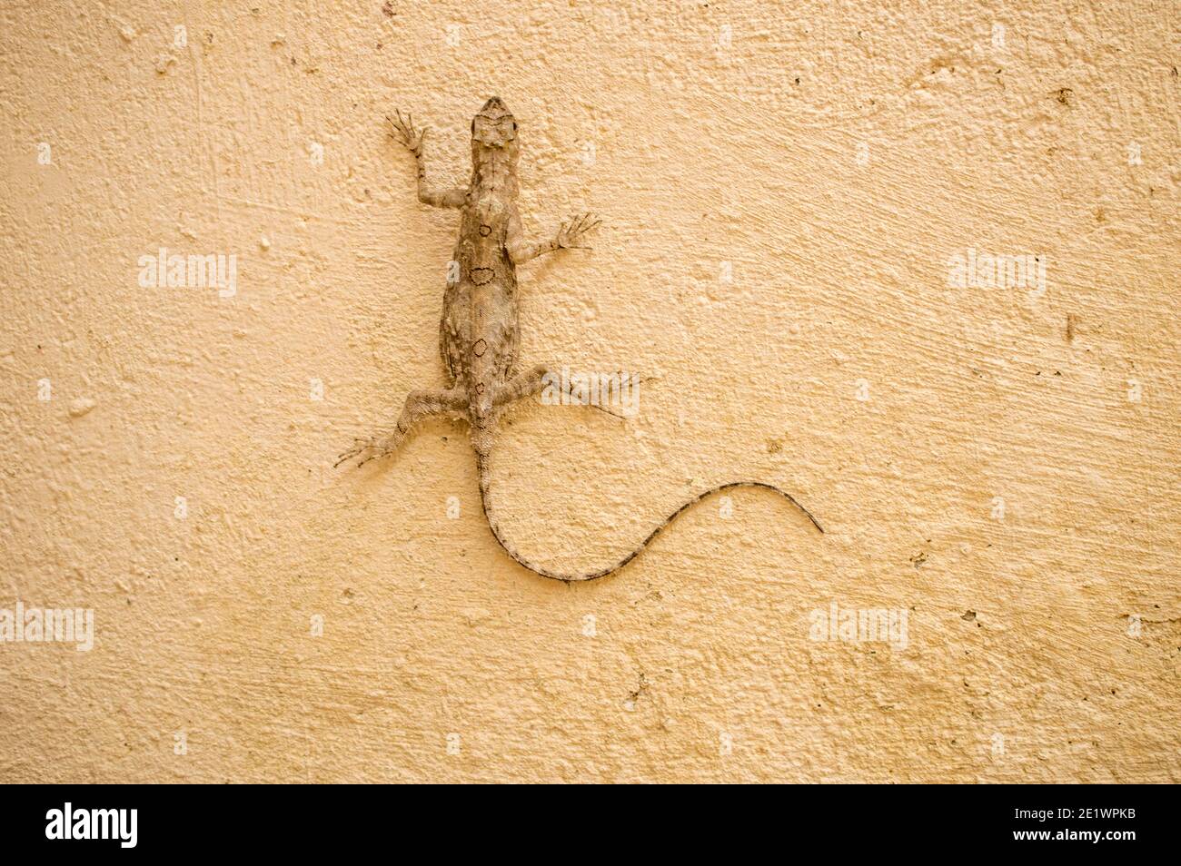 Wall lizards are agile and well named as it can often be seen basking ...