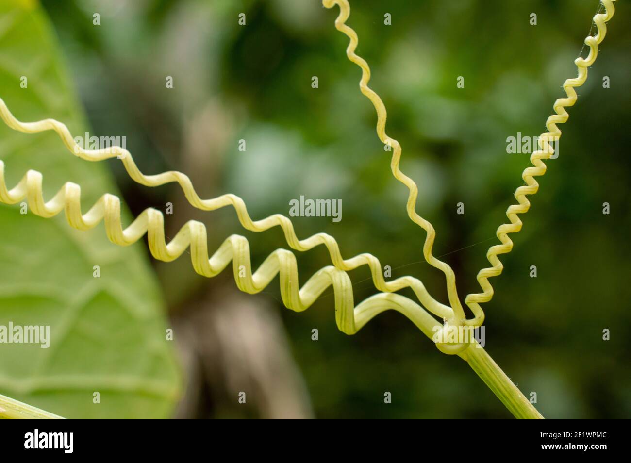 Plant pattern spiral hi-res stock photography and images - Alamy