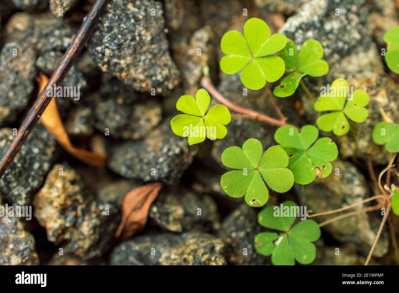 Wild wood sorrel plant of this species is commonly known as sourgrasses ...