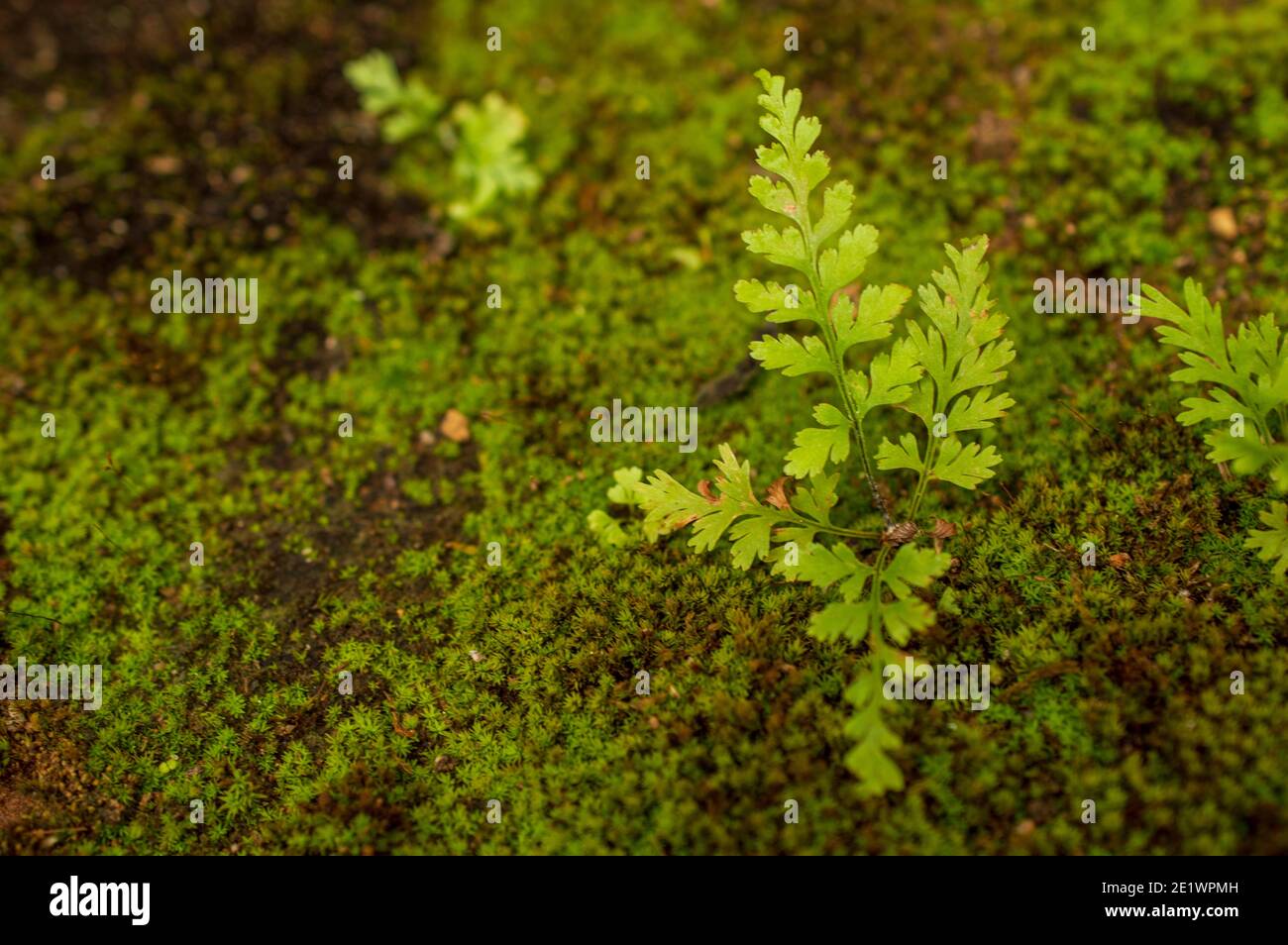 Moss is a green flowerless plant a very small hardy plant sometimes ...