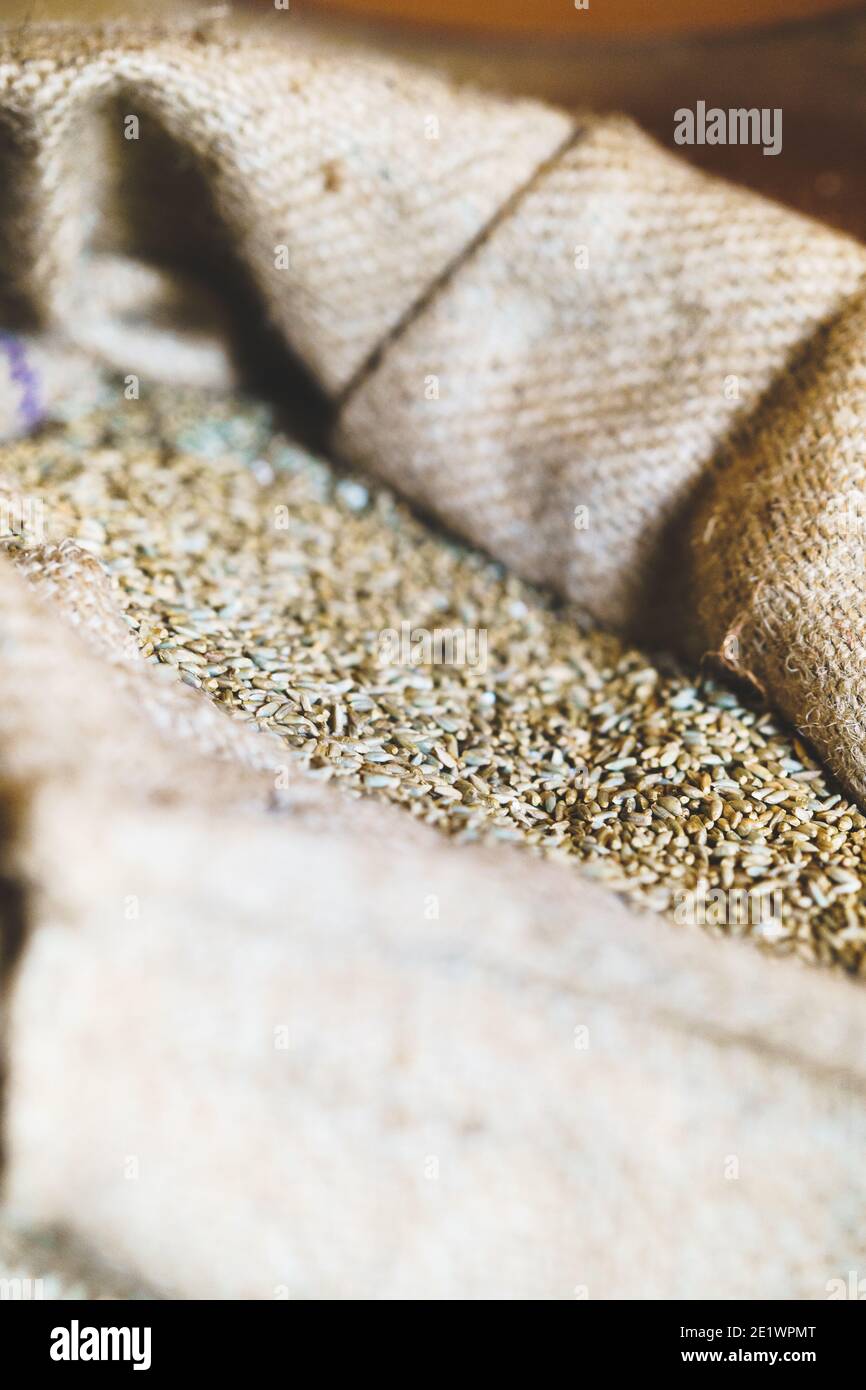 Wheat grains at mill storage. Close up. Good harvest of farmers, big ...