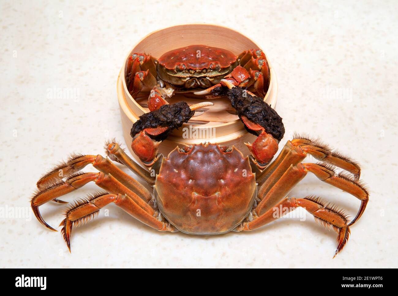 Cooked Chinese hairy crab isolated on white Stock Photo - Alamy