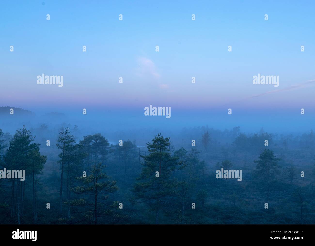 morning fog over tree tops, before sunrise, blurred and blurred tree ...