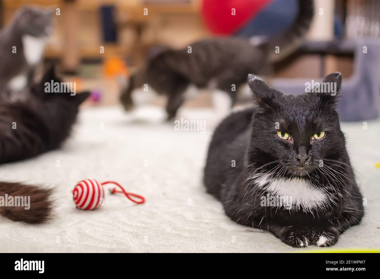 angry disgruntled black cat lying on the floor, frowned and turned away ...