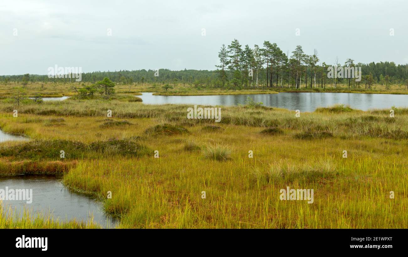 rainy day, rainy background, traditional bog landscape, bog lake in the ...