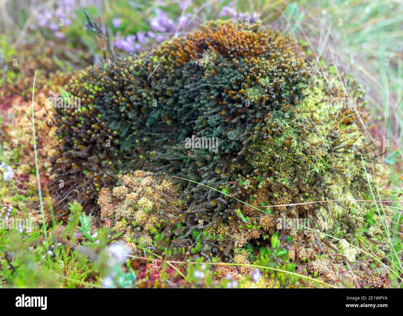 abstract bog moss, lichen and grass texture, bog vegetation, suitable ...