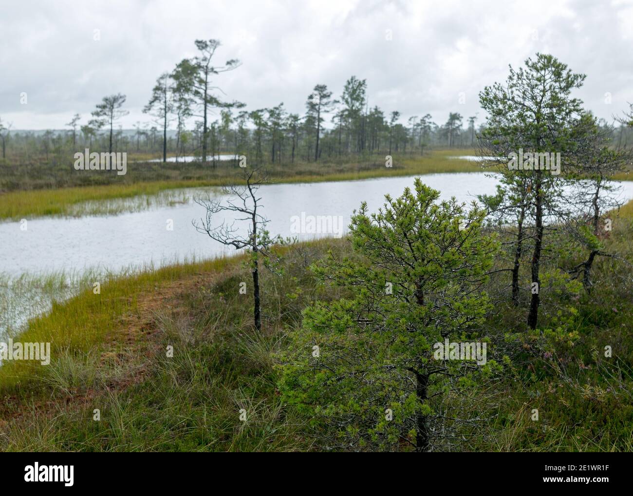 rainy day, rainy background, traditional bog landscape, bog lake in the ...