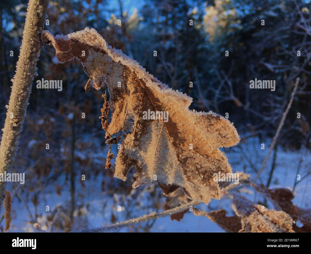 Leaf cool temperature hi-res stock photography and images - Alamy