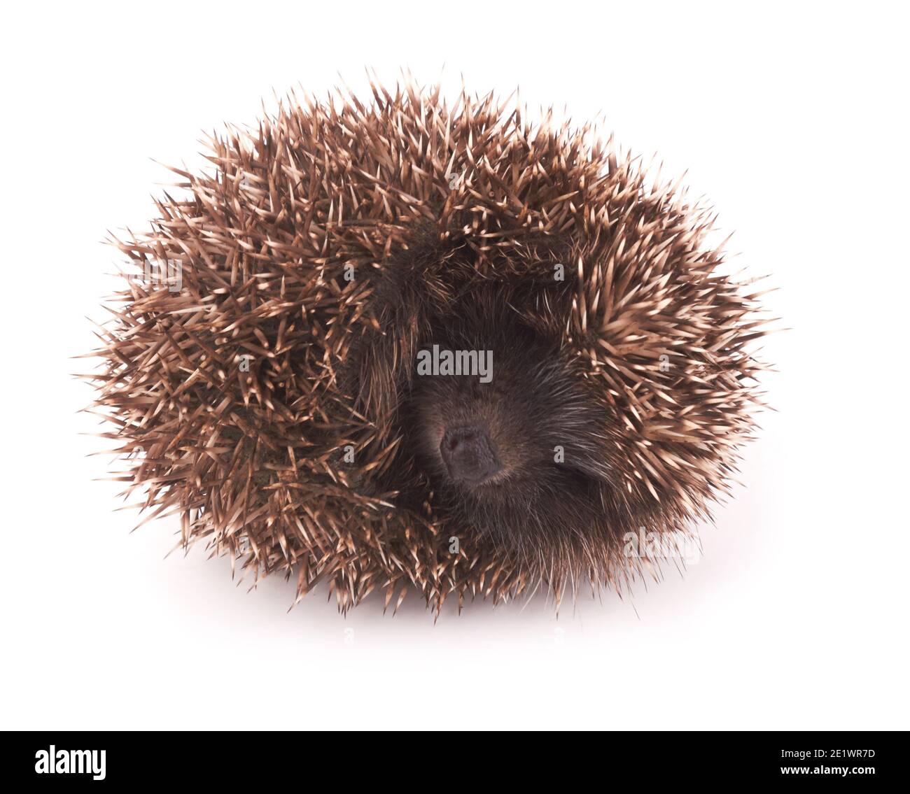 Little hedgehog with spiky fur rolling on while background Stock Photo ...