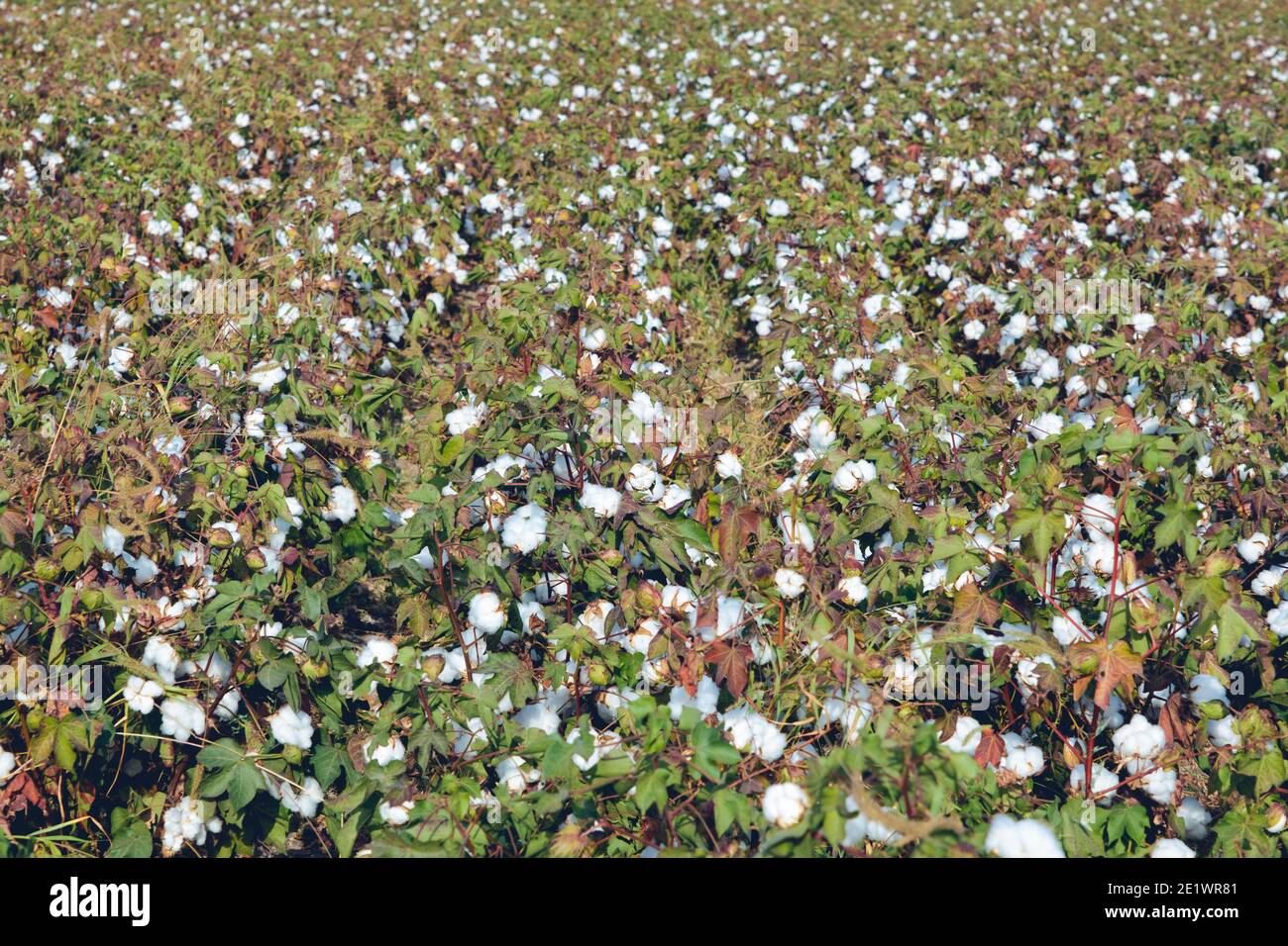 India Cotton Field High Resolution Stock Photography and Images - Alamy