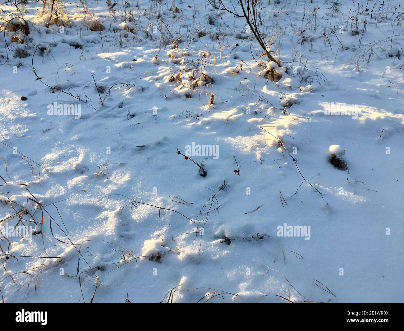 Frosty winter morning. Cold weather background concept Stock Photo - Alamy