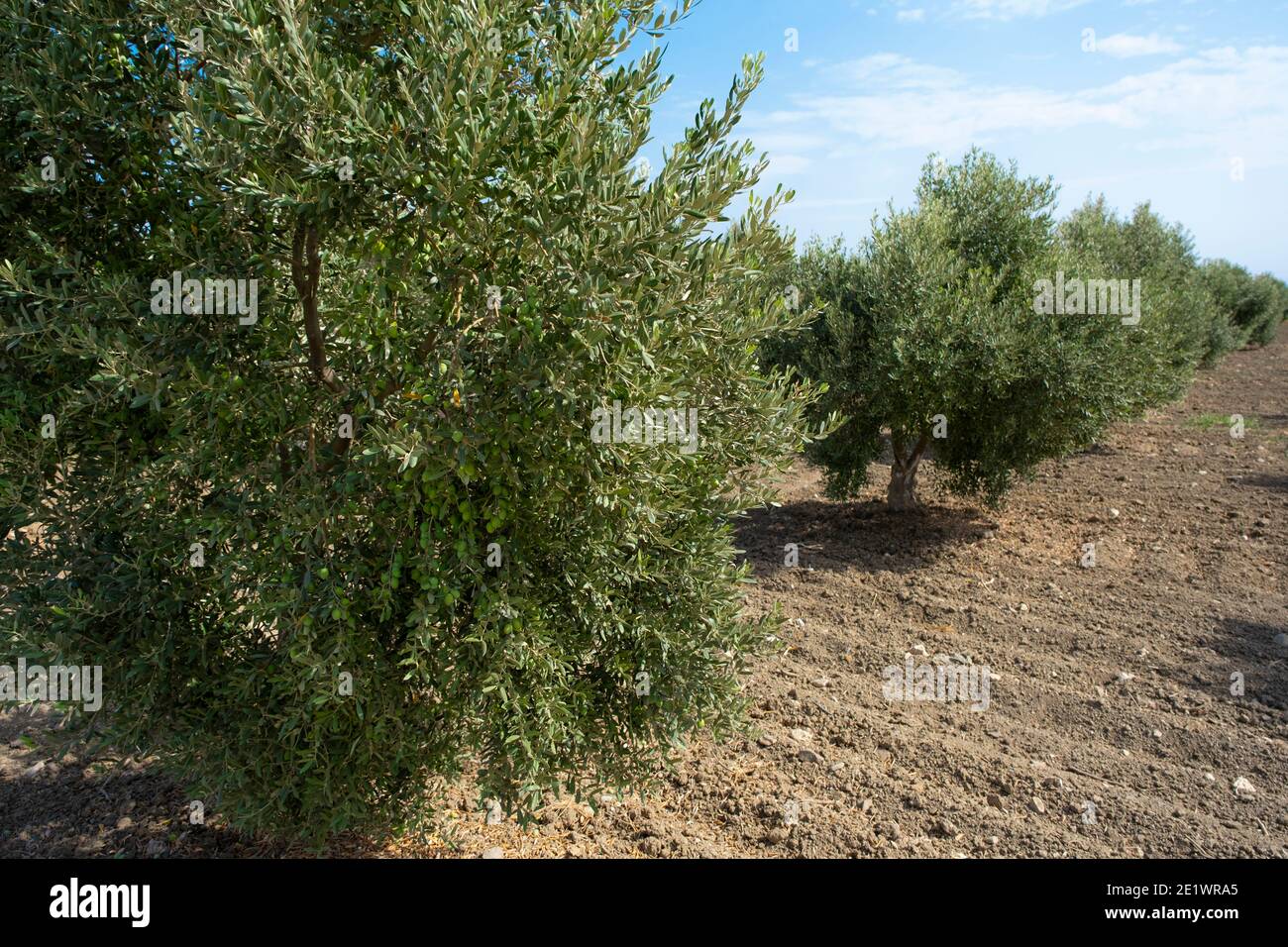 Olive tree label hi-res stock photography and images - Alamy