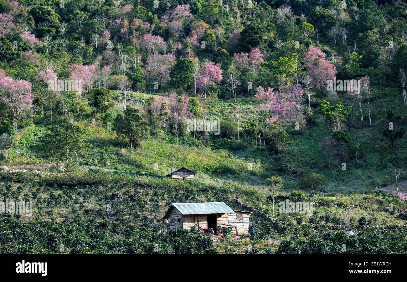 The house is alone at the foot of the apricot hill Stock Photo - Alamy
