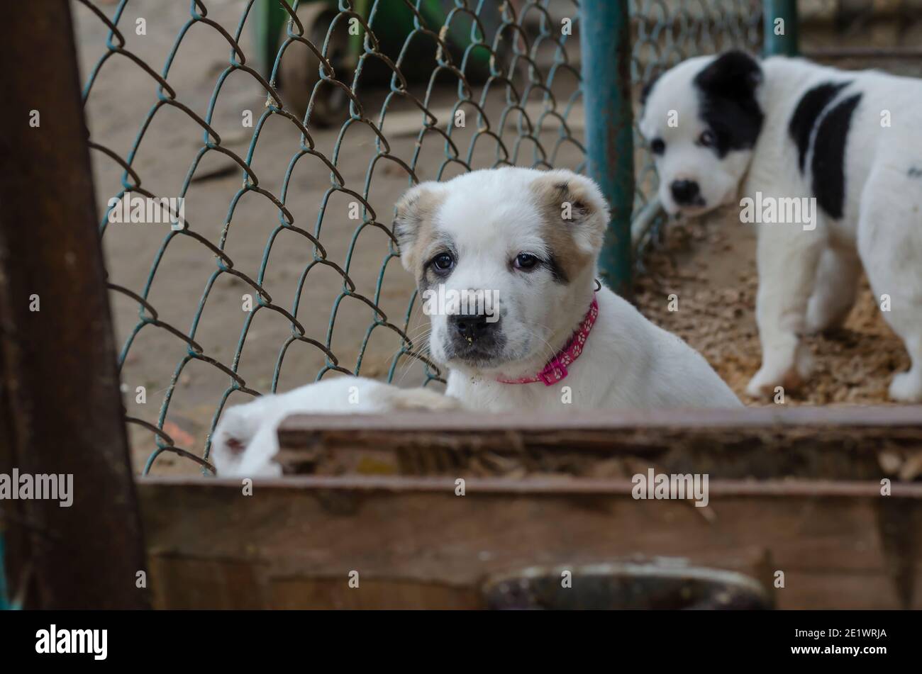 Funny puppies of the Central Asian shepherd in the enclosure. Puppies ...
