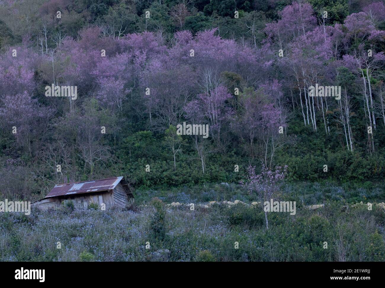 The house is alone at the foot of the apricot hill Stock Photo - Alamy