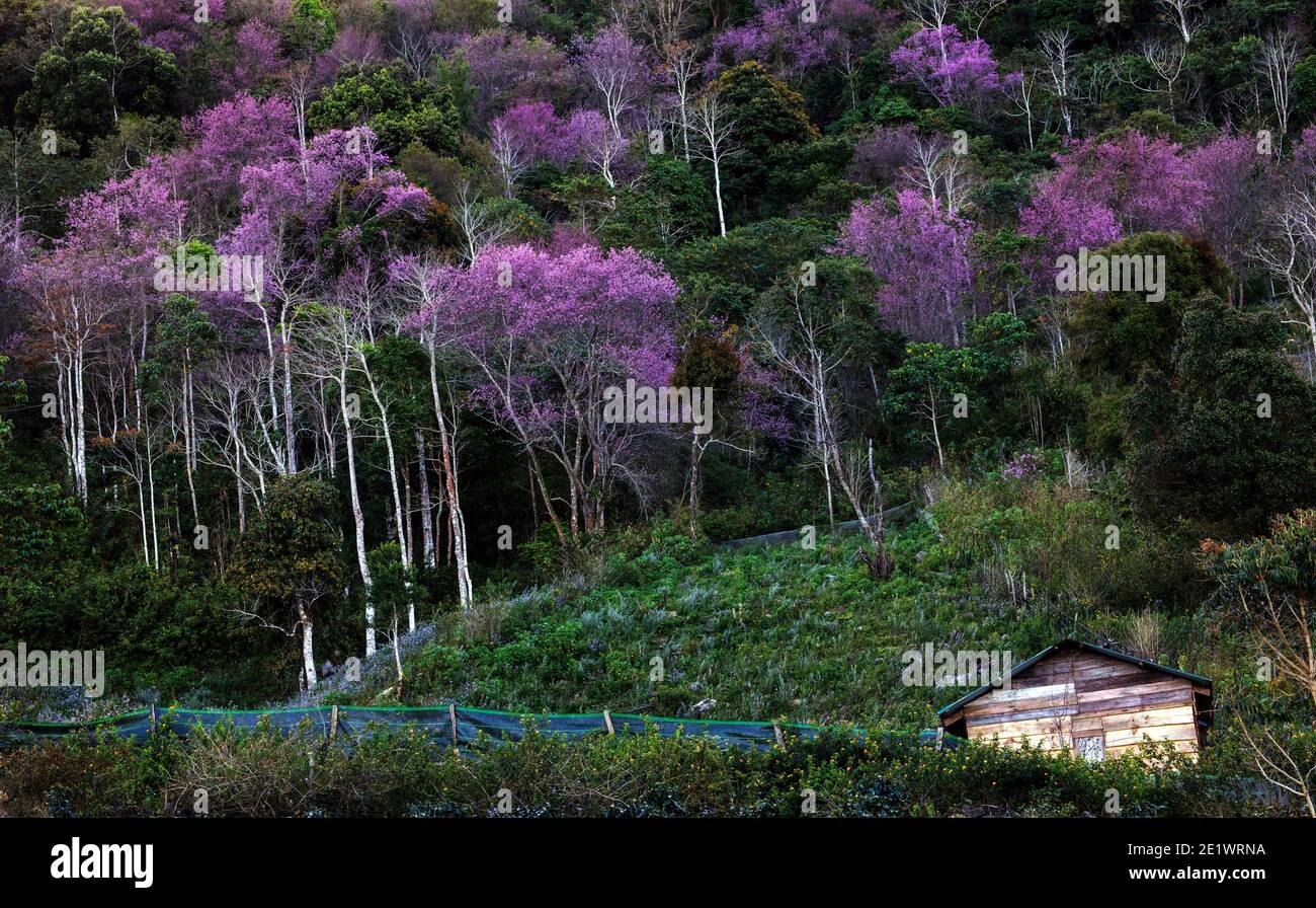 The house is alone at the foot of the apricot hill Stock Photo - Alamy
