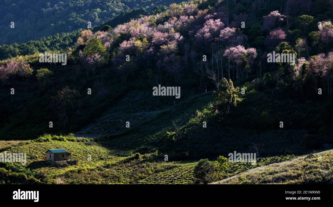 The house is alone at the foot of the apricot hill Stock Photo - Alamy