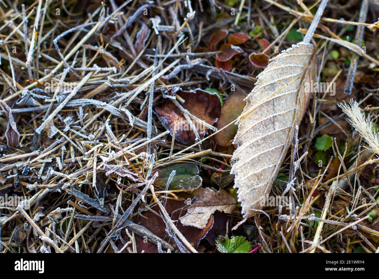 Frozen dew on the field and grass, winter morning Stock Photo - Alamy