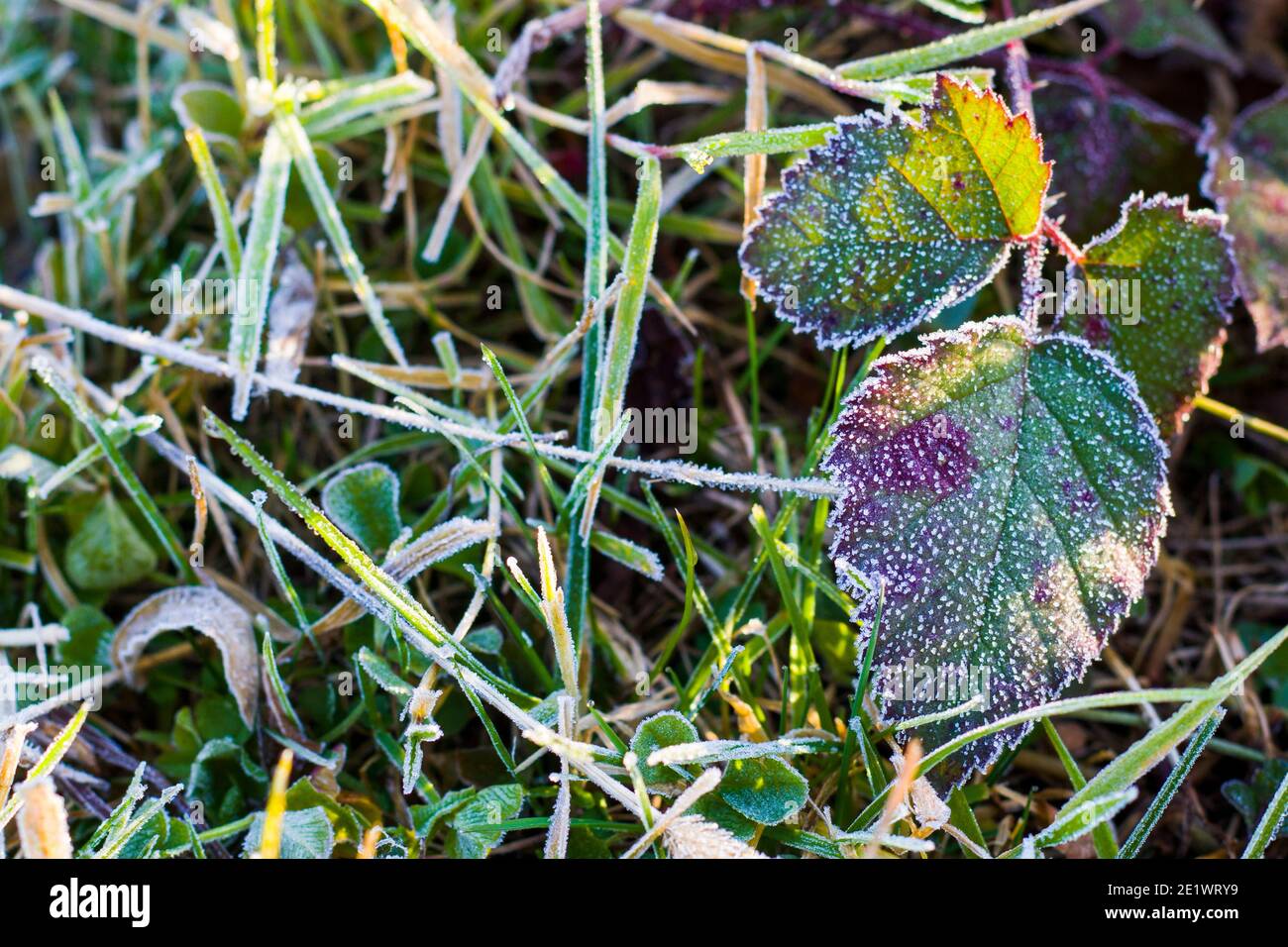 Frozen dew on the field and grass, winter morning Stock Photo - Alamy
