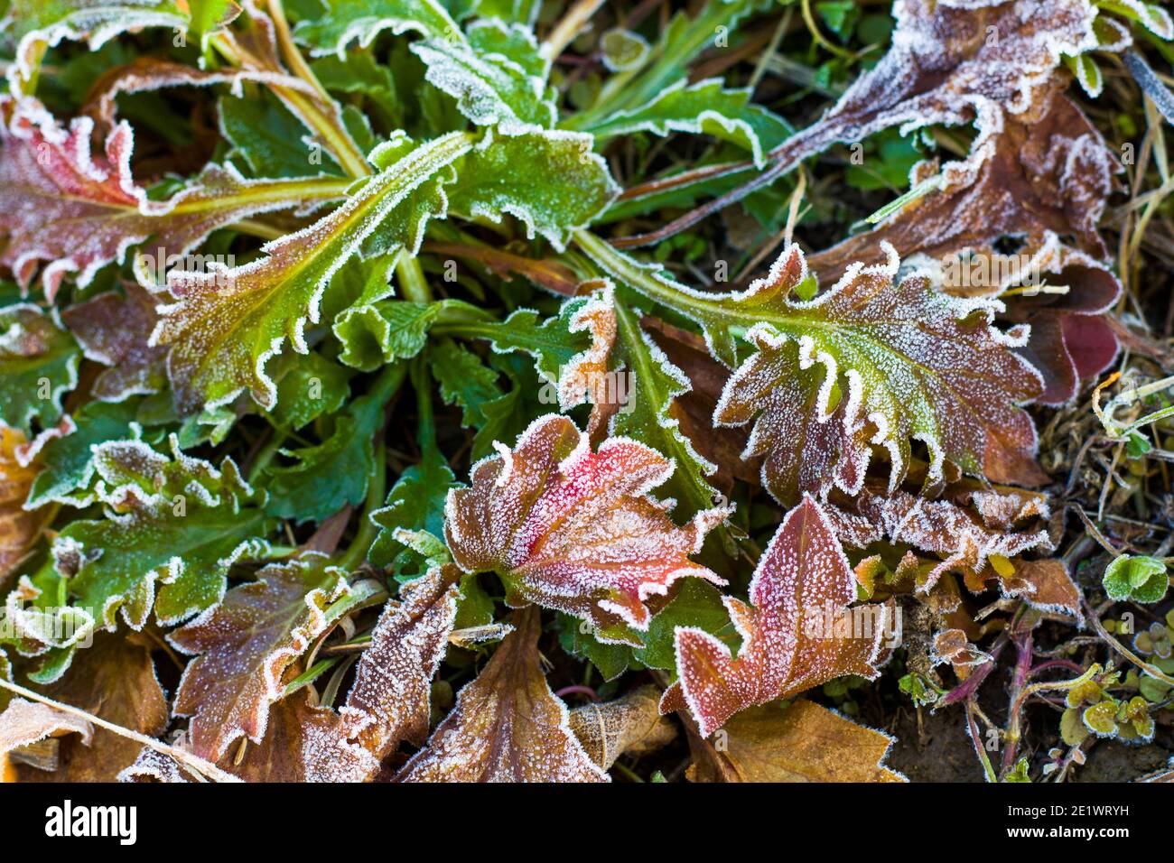Frozen dew on the field and grass, winter morning Stock Photo - Alamy