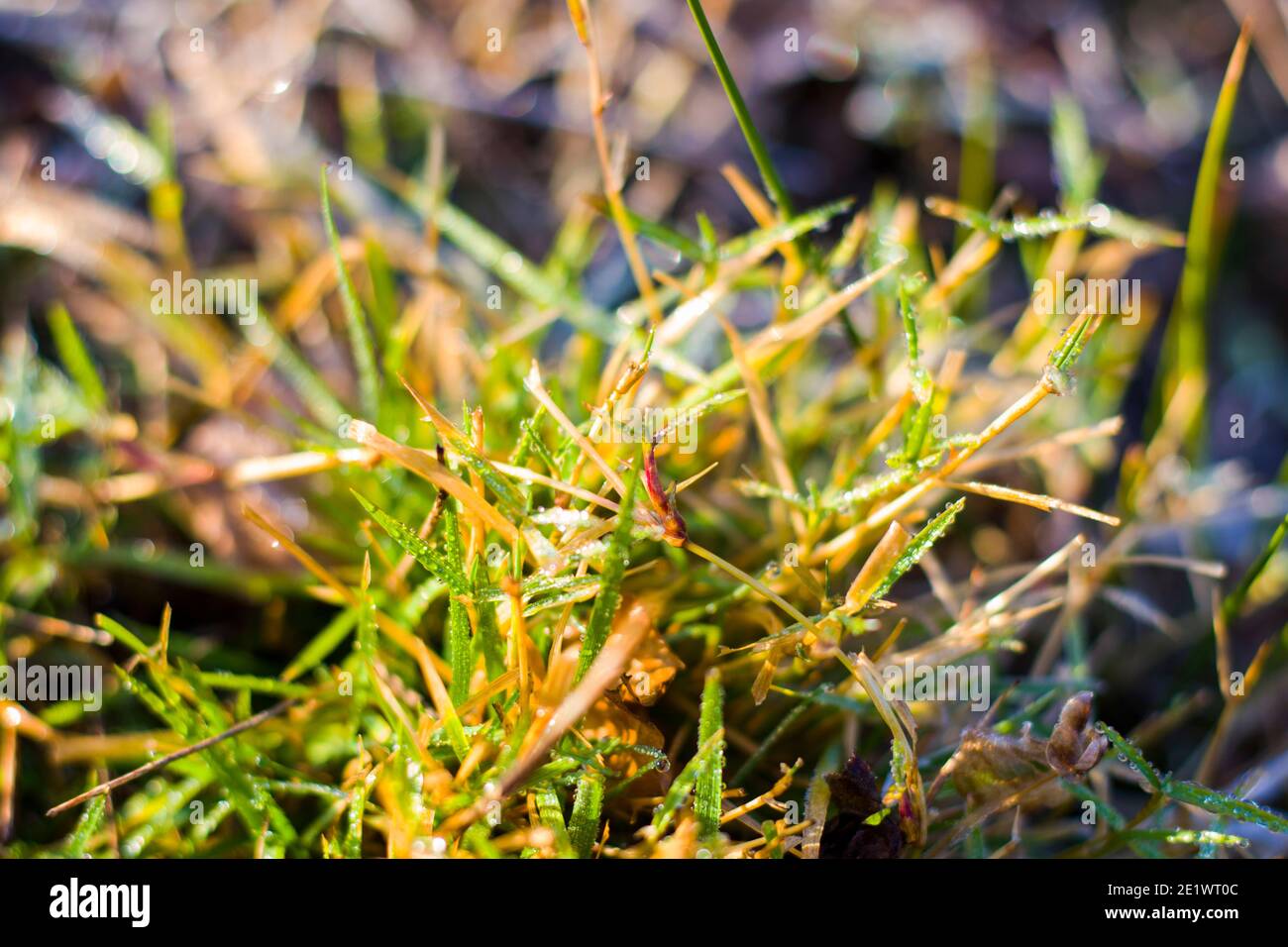 Frozen dew on the field and grass, winter morning Stock Photo - Alamy