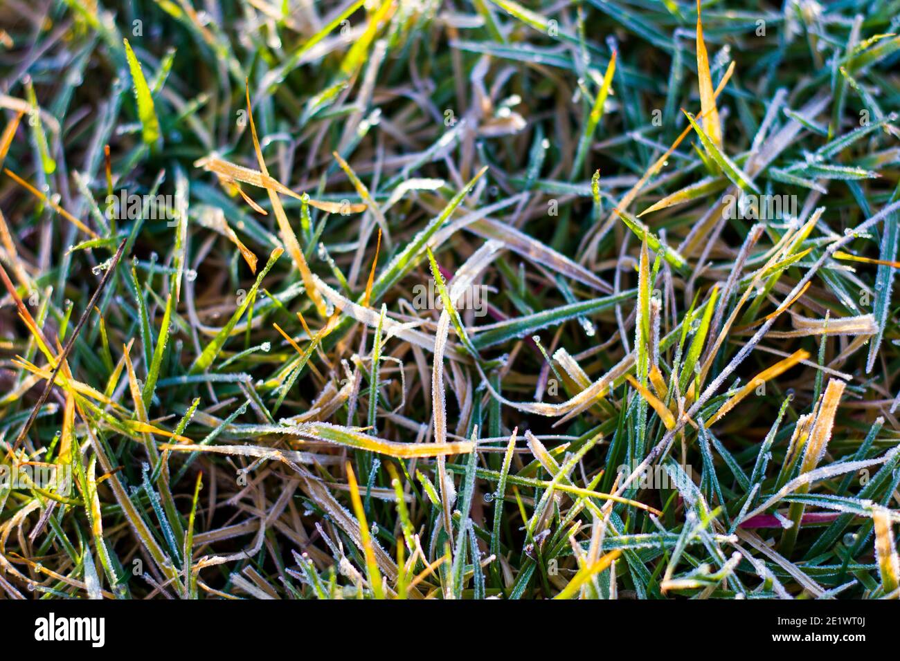 Frozen dew on the field and grass, winter morning Stock Photo - Alamy