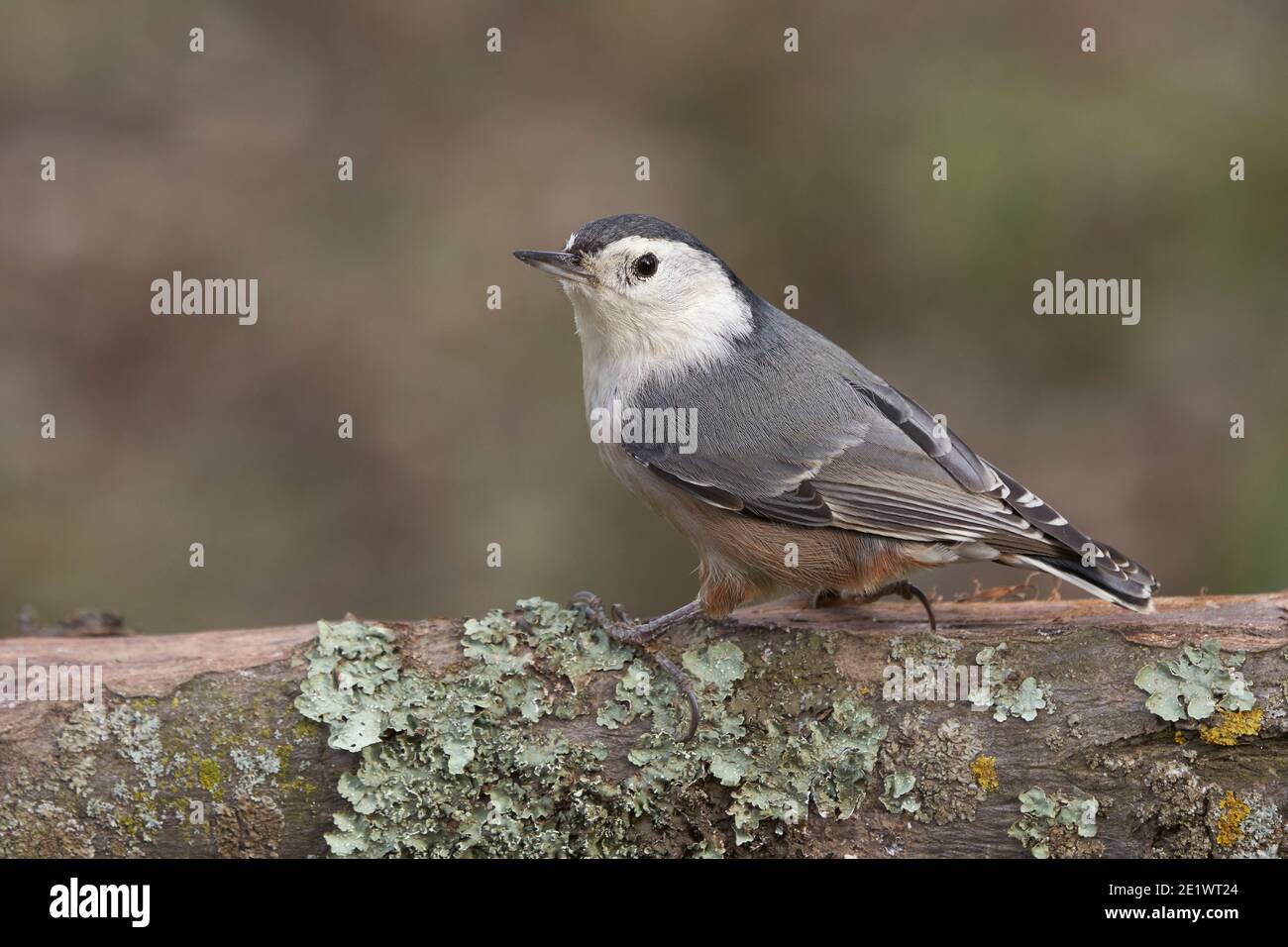 Ssp aculeata hi-res stock photography and images - Alamy