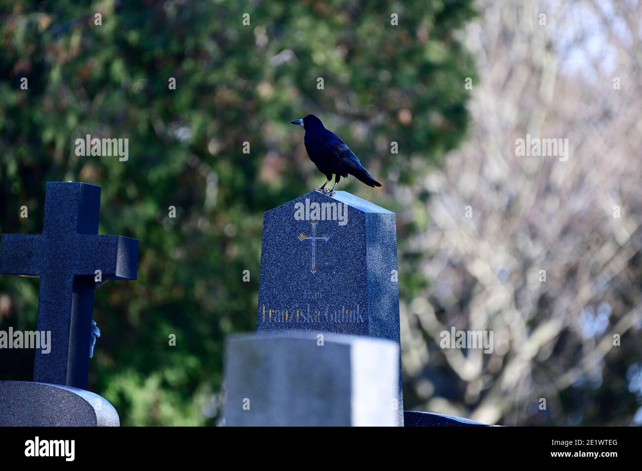Vienna, Austria. The central cemetery in Vienna. A Crow (Corvus) at the ...