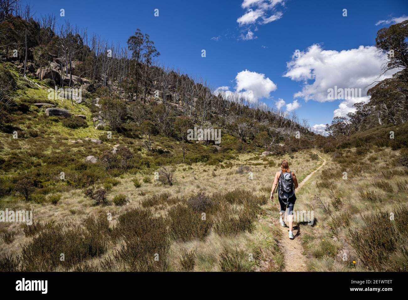 Unidentifiable hiker walking a trail in the Victorian High Country near ...