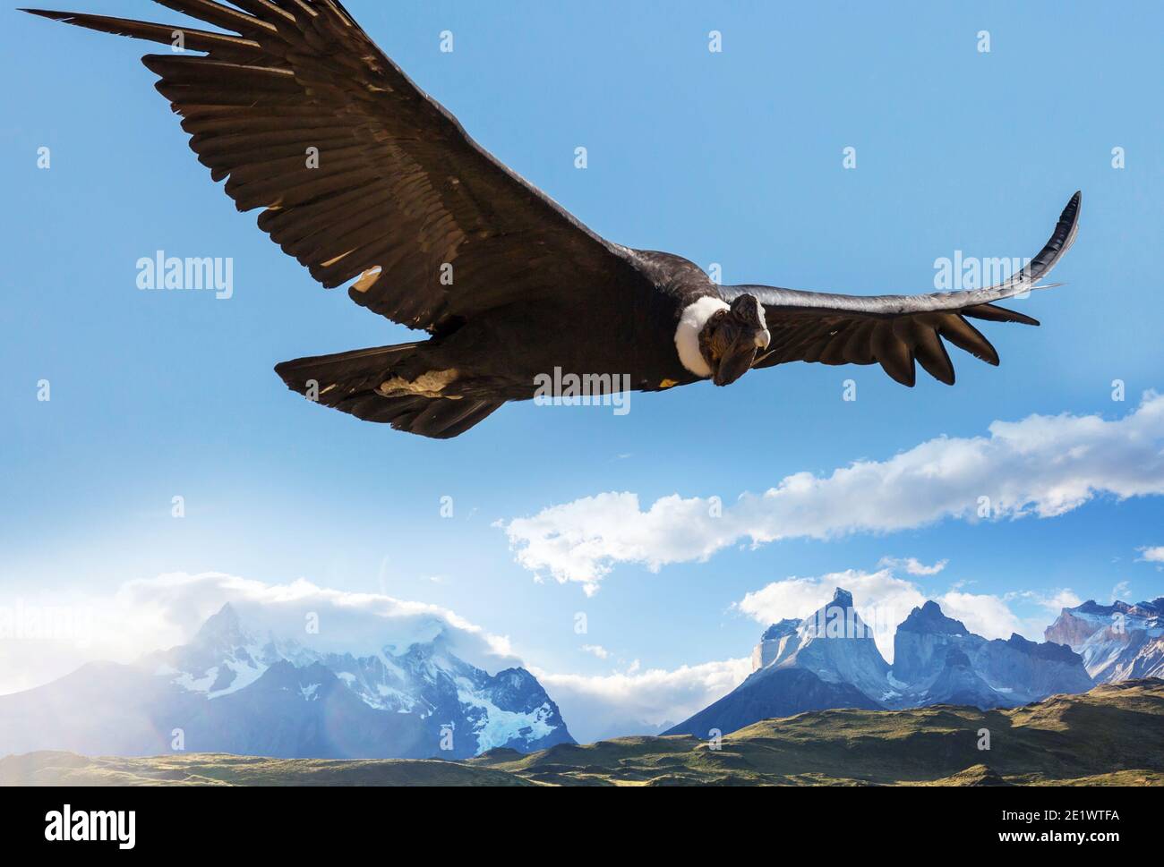 Condor in Patagonia mountains, Chile Stock Photo - Alamy