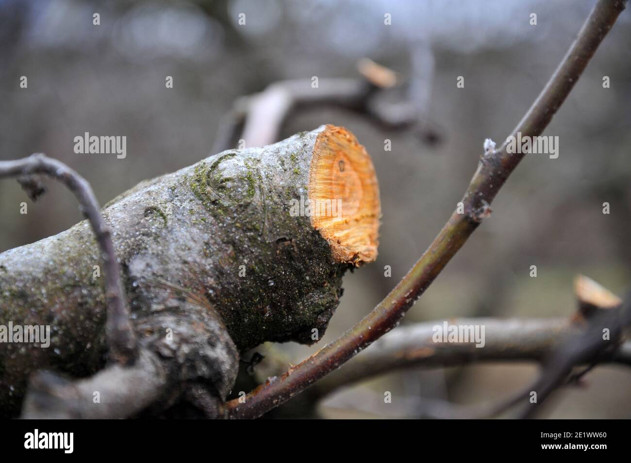 Winter prune apple tree january hi-res stock photography and images - Alamy