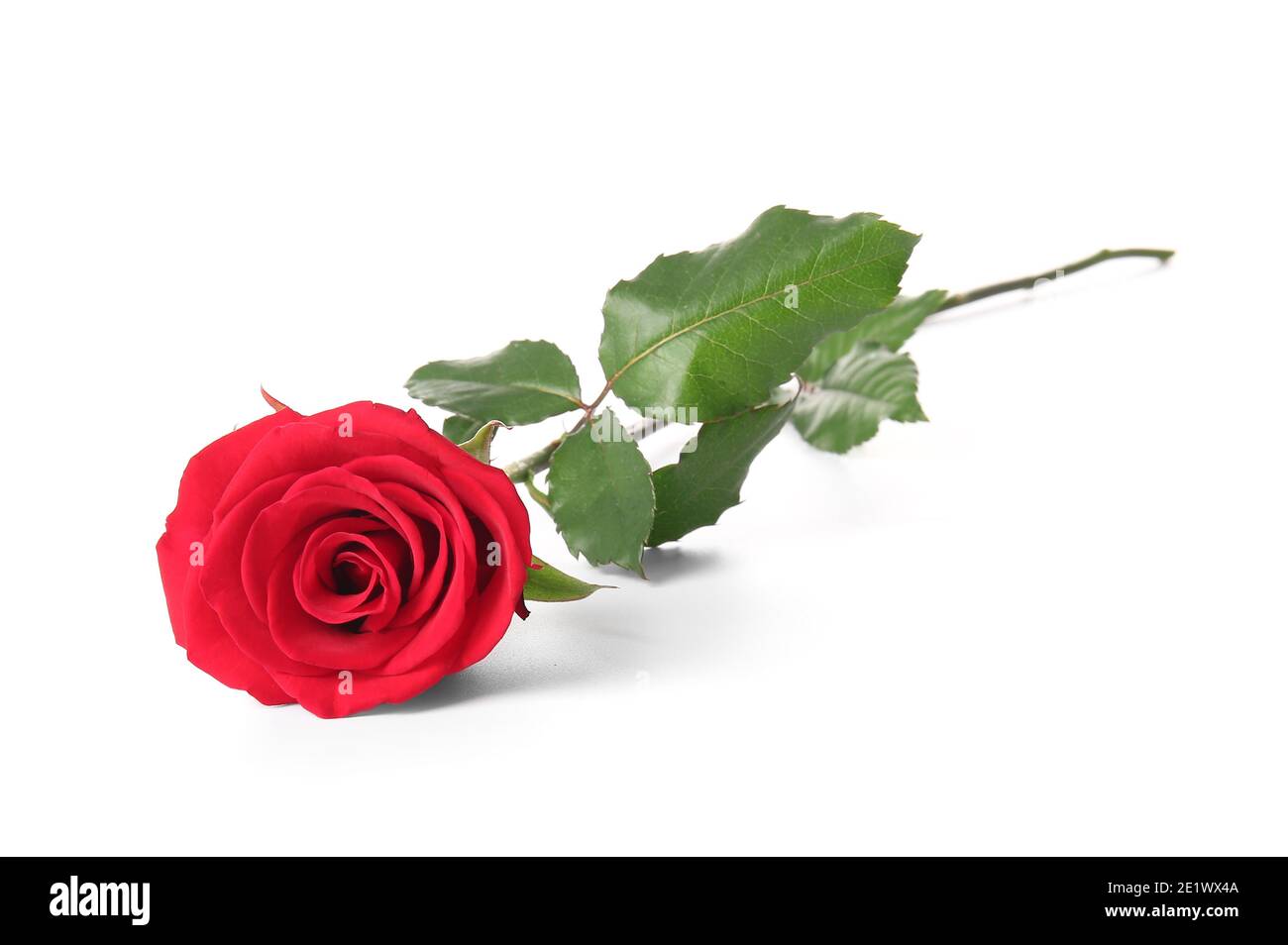 Beautiful red rose on white background Stock Photo - Alamy