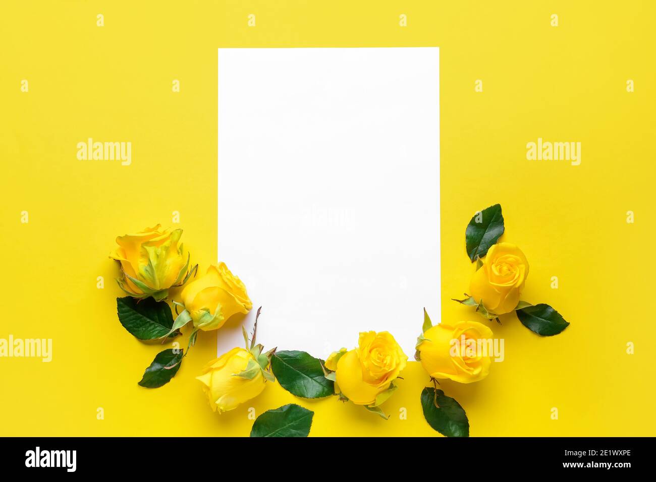 Composition with beautiful yellow roses and blank paper on color ...