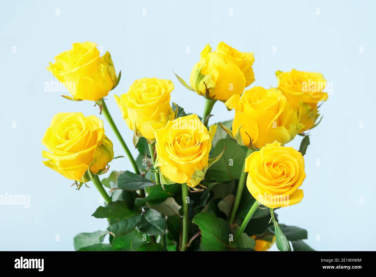 Beautiful yellow roses on color background Stock Photo - Alamy