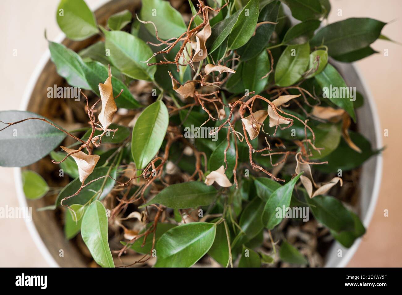 ficus Benjamin close-up with empty dry branches, partially discarded ...